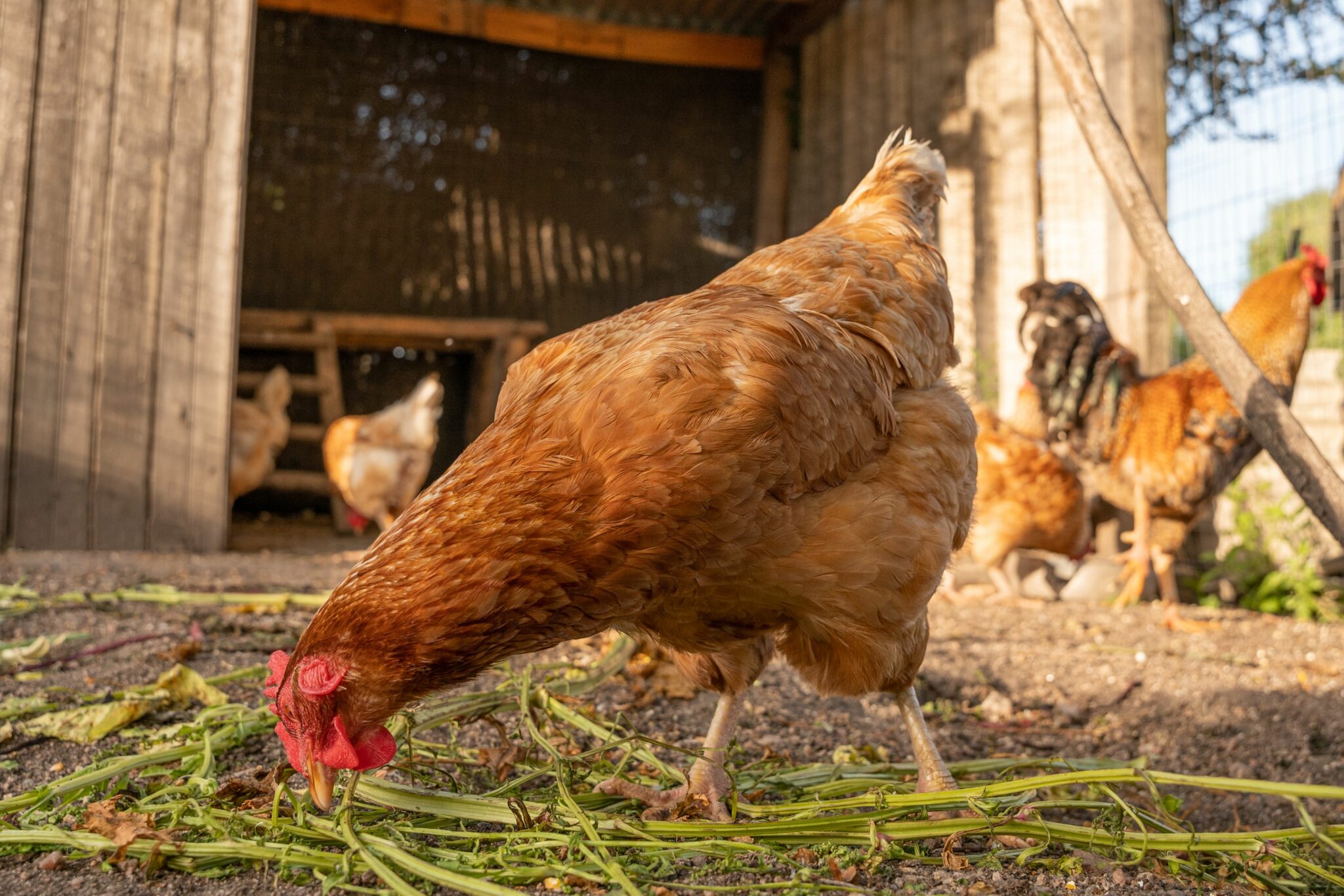 La Poule Rousse idéale pour les débutants - Elever des poules . fr